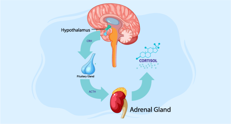 Endocrine System Crash Course - Quick Learning - medtigo Courses